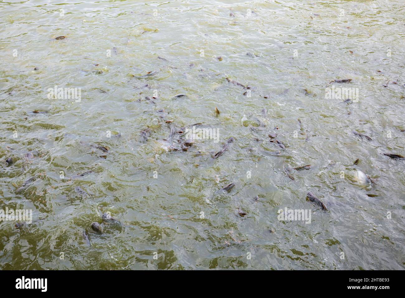 Pangasius fish or Vietnamese catfish are scrambling to eat in a farming ...