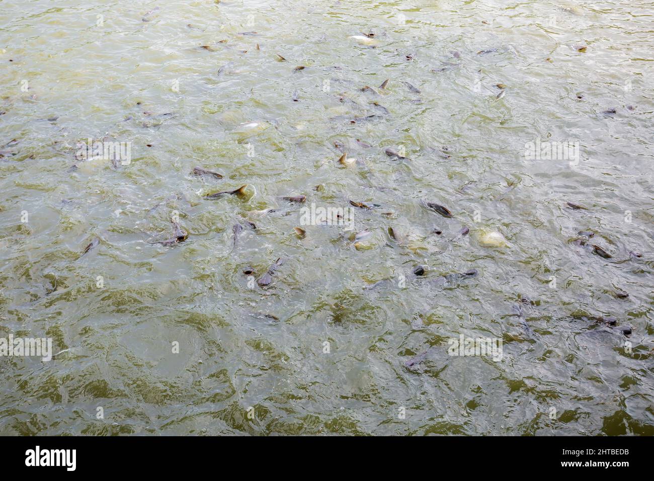 Pangasius fish or Vietnamese catfish are scrambling to eat in a farming ...