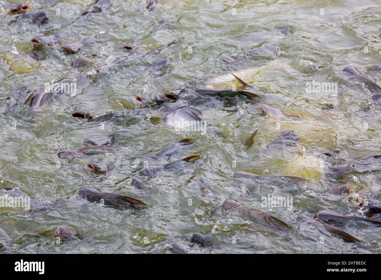 Pangasius fish or Vietnamese catfish are scrambling to eat in a farming ...