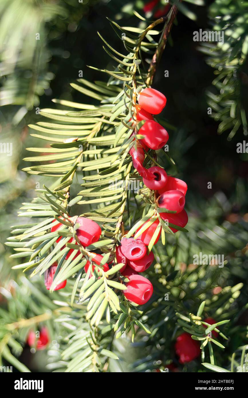 Pacific yew branch hi-res stock photography and images - Alamy