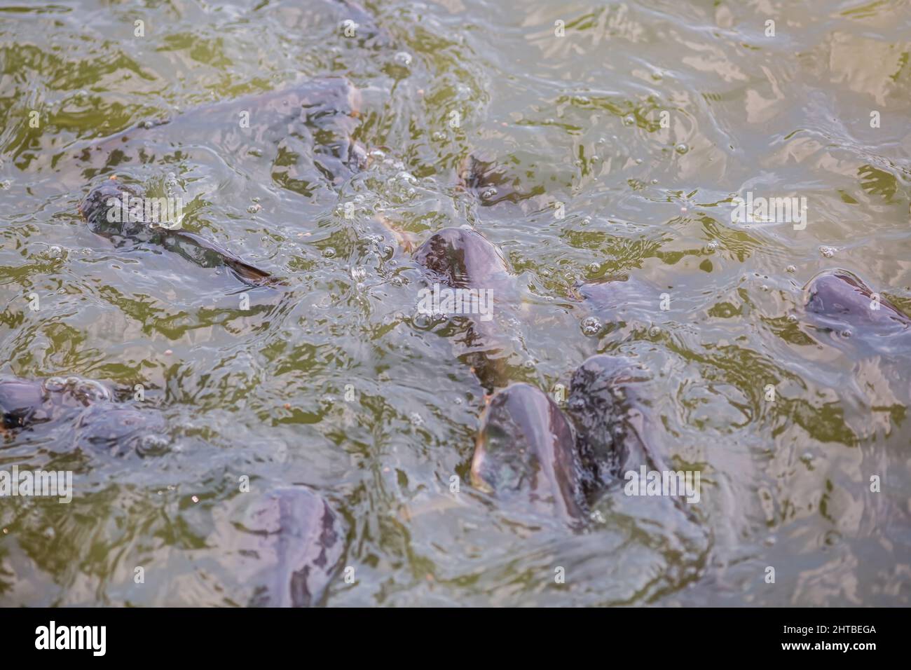 Pangasius fish or Vietnamese catfish are scrambling to eat in a farming ...