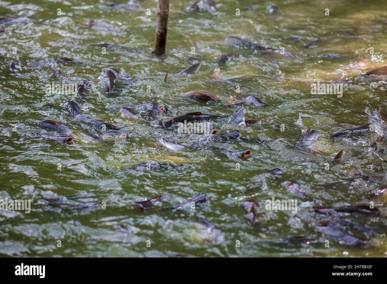 Pangasius fish or Vietnamese catfish are scrambling to eat in a farming ...