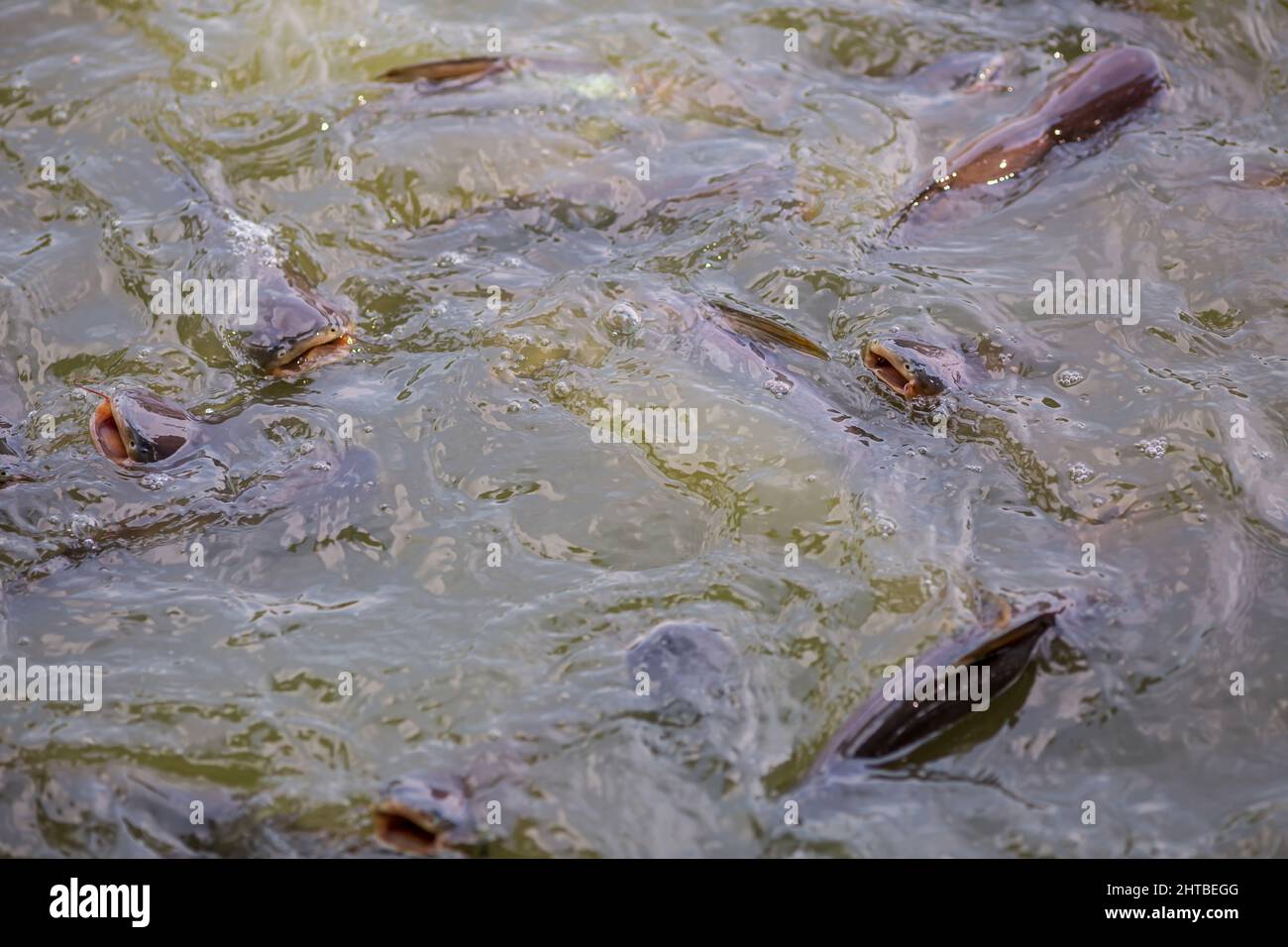 Pangasius fish or Vietnamese catfish are scrambling to eat in a farming ...
