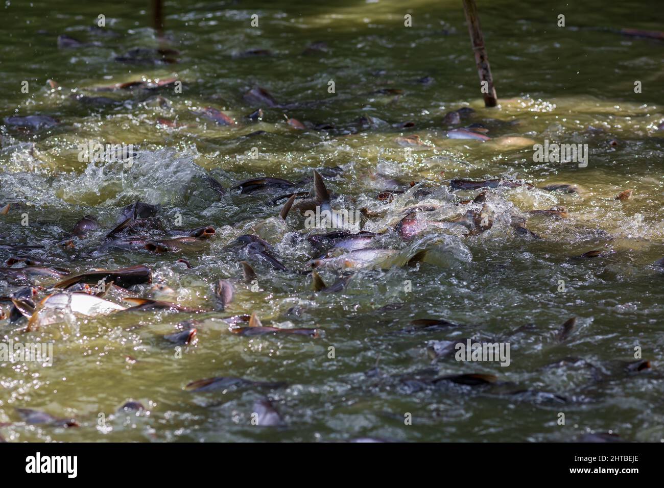 Pangasius fish or Vietnamese catfish are scrambling to eat in a farming ...