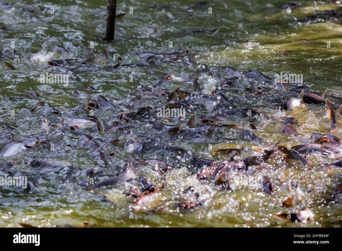 Pangasius fish or Vietnamese catfish are scrambling to eat in a farming ...