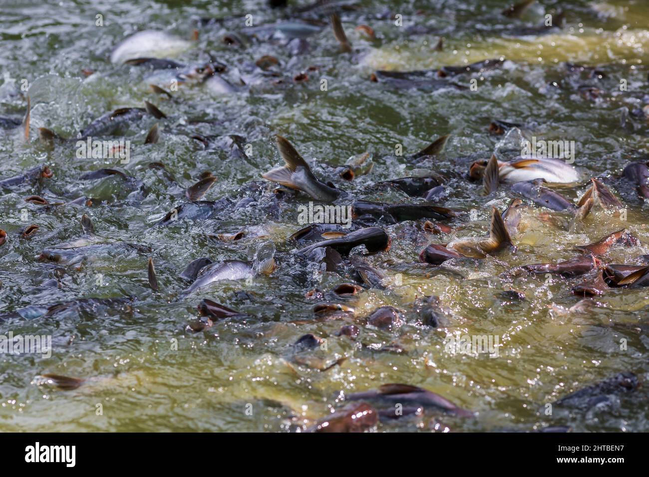 Pangasius fish or Vietnamese catfish are scrambling to eat in a farming ...