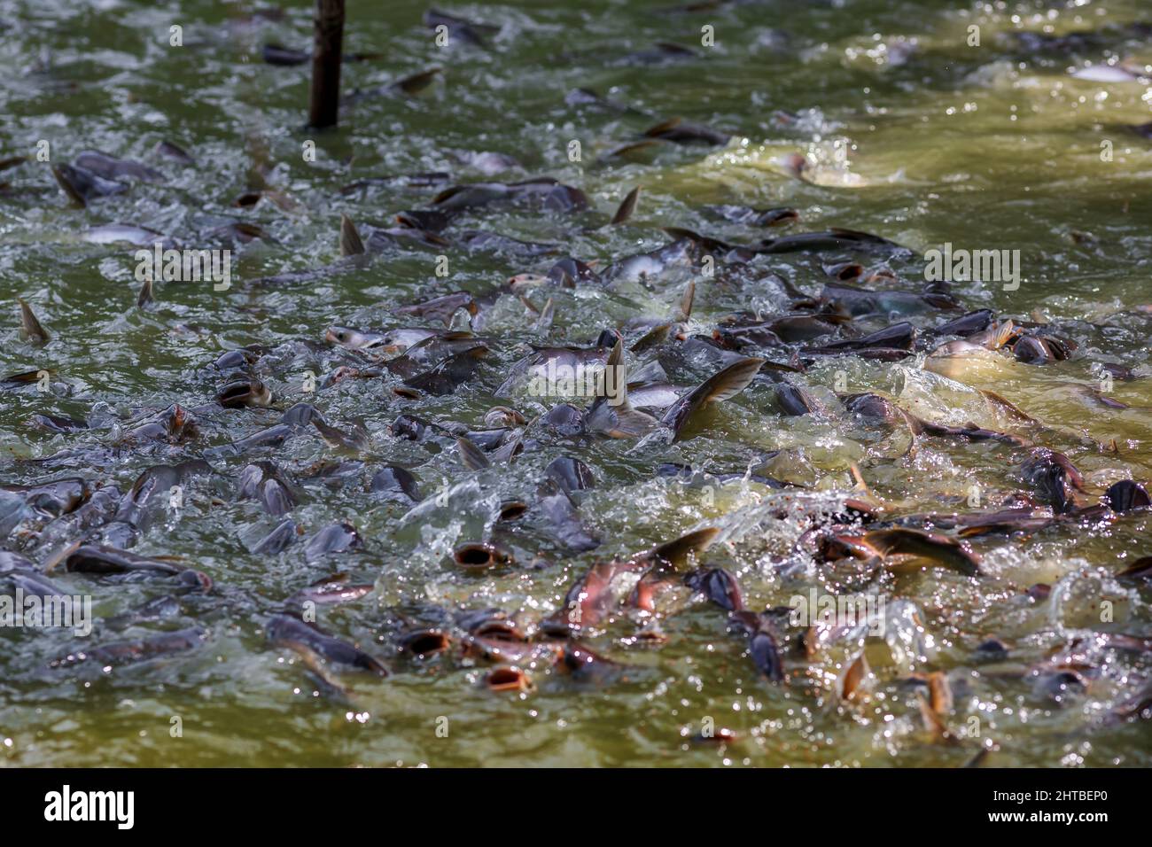 Pangasius fish or Vietnamese catfish are scrambling to eat in a farming ...