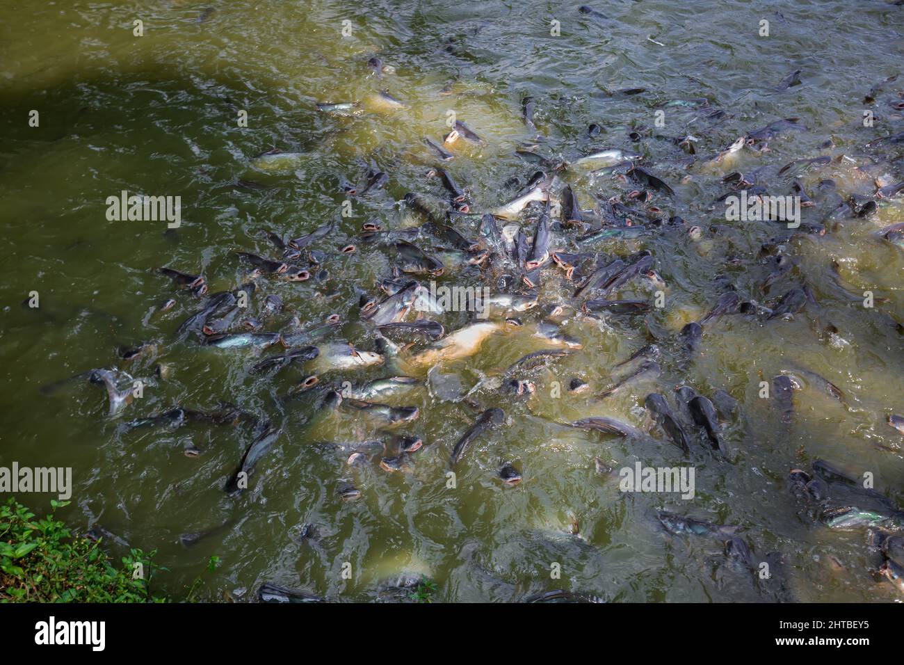 Pangasius fish or Vietnamese catfish are scrambling to eat in a farming ...