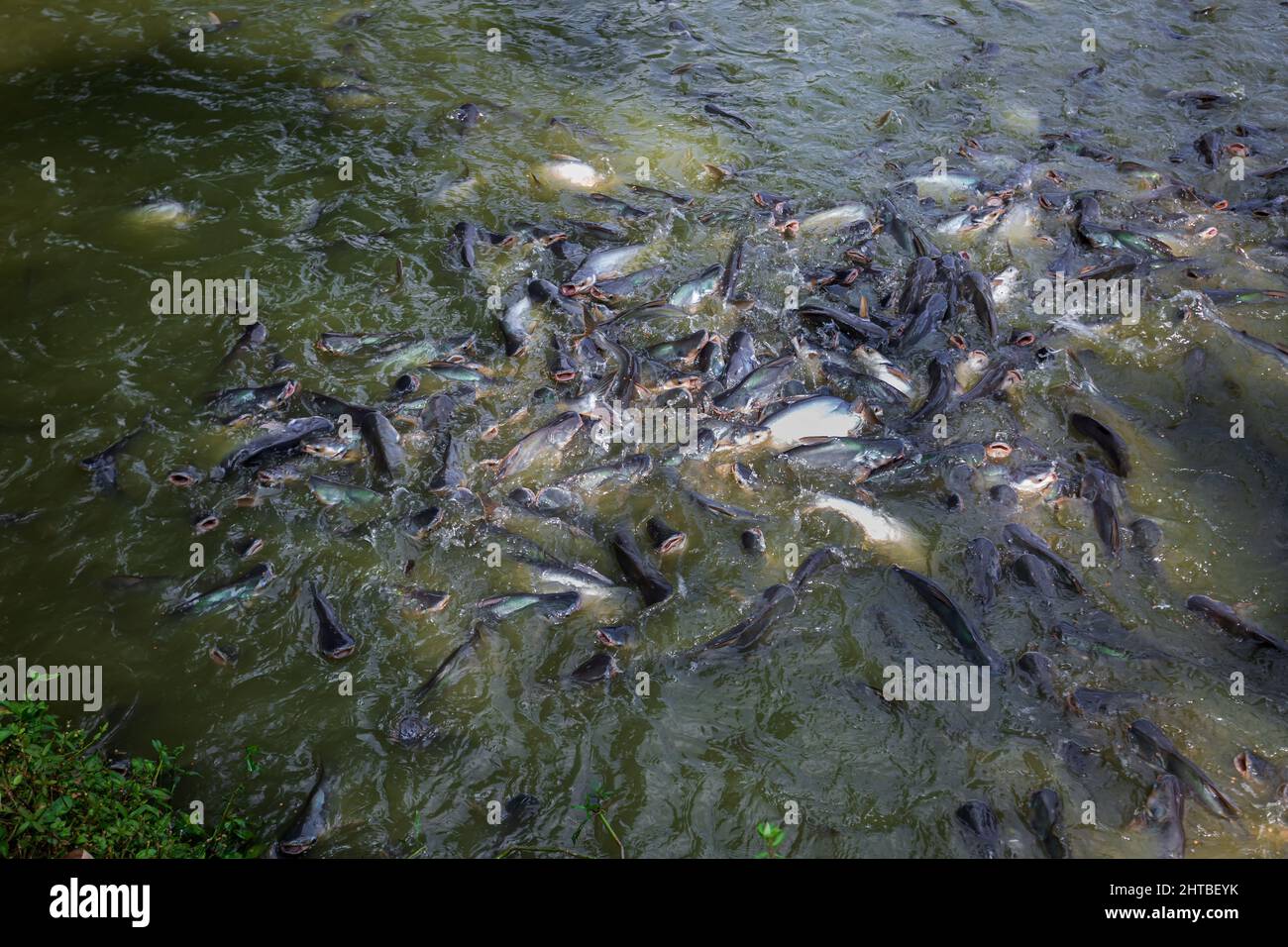 Pangasius fish or Vietnamese catfish are scrambling to eat in a farming ...