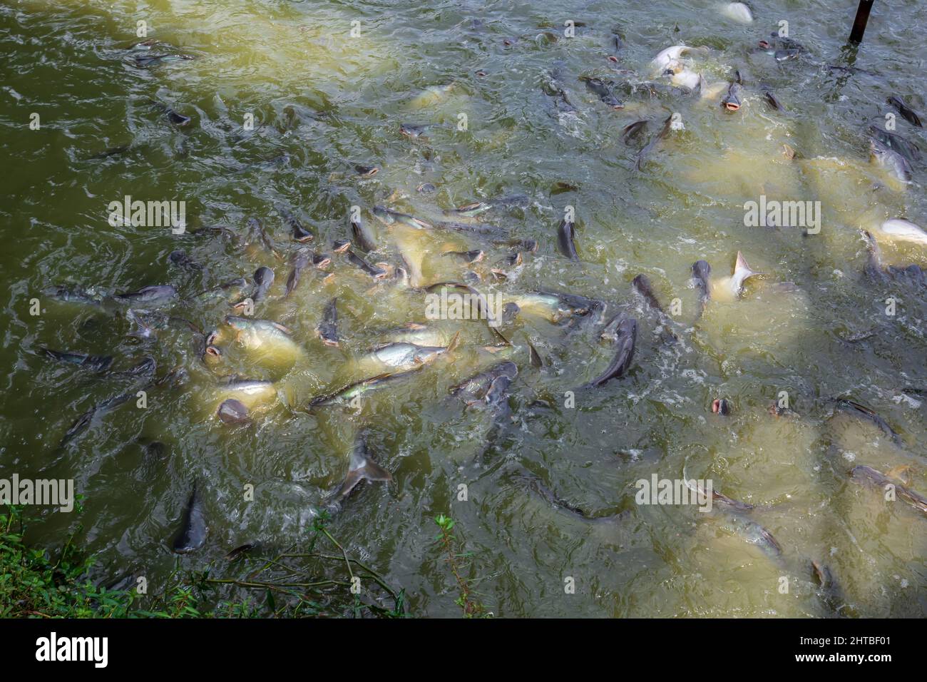 Pangasius fish or Vietnamese catfish are scrambling to eat in a farming ...