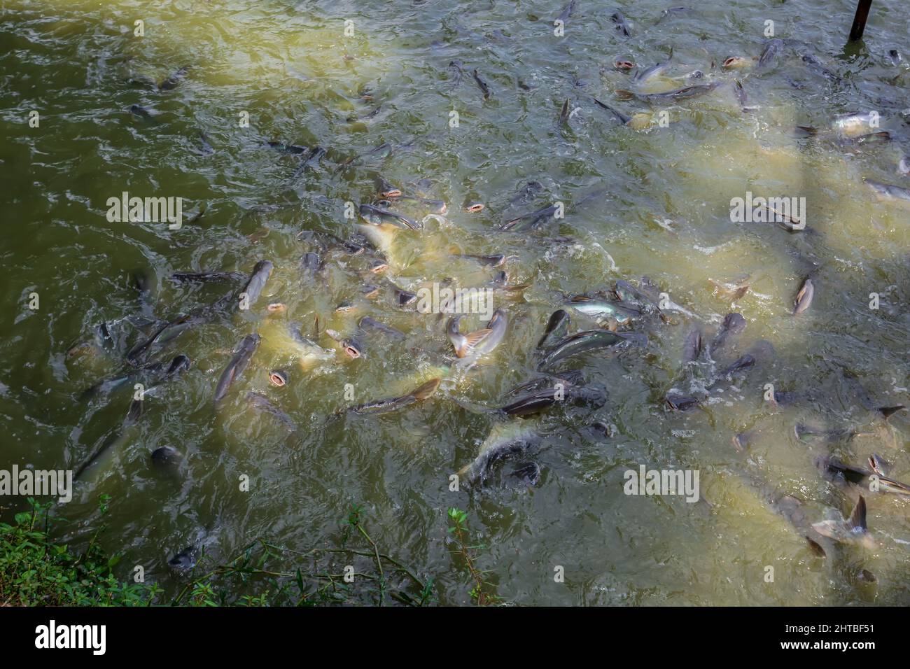 Pangasius fish or Vietnamese catfish are scrambling to eat in a farming ...