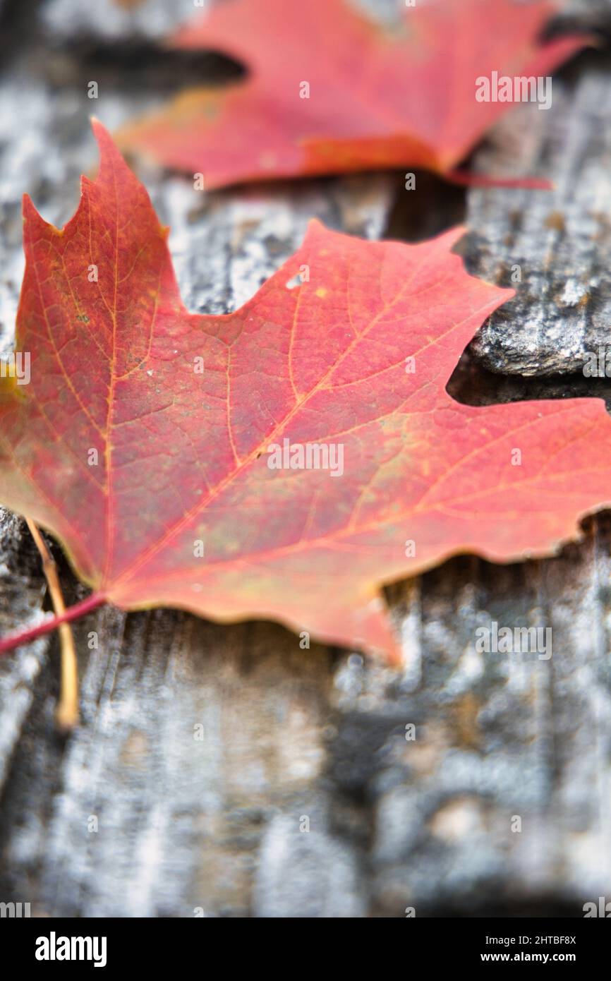 Closeup shot of a red fall leaf on wood Stock Photo - Alamy