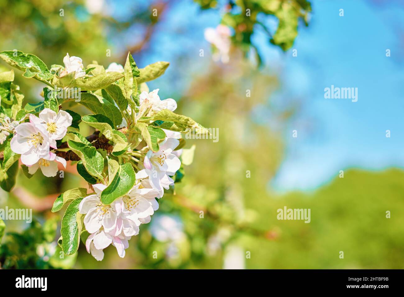 Blooming plant against blue sky in the summer day. Spring background ...