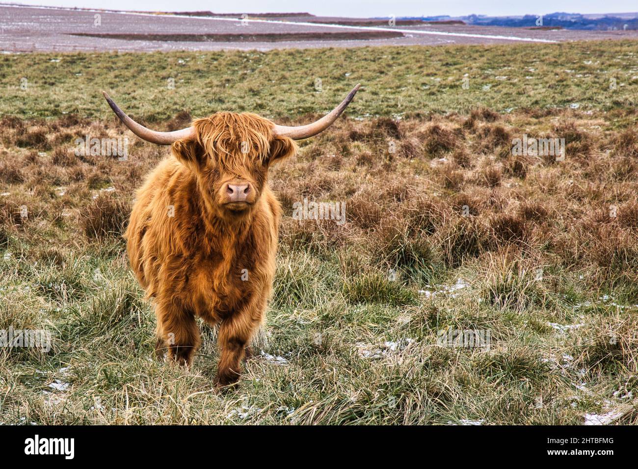 Brown long haired longhorn cow Stock Photo - Alamy