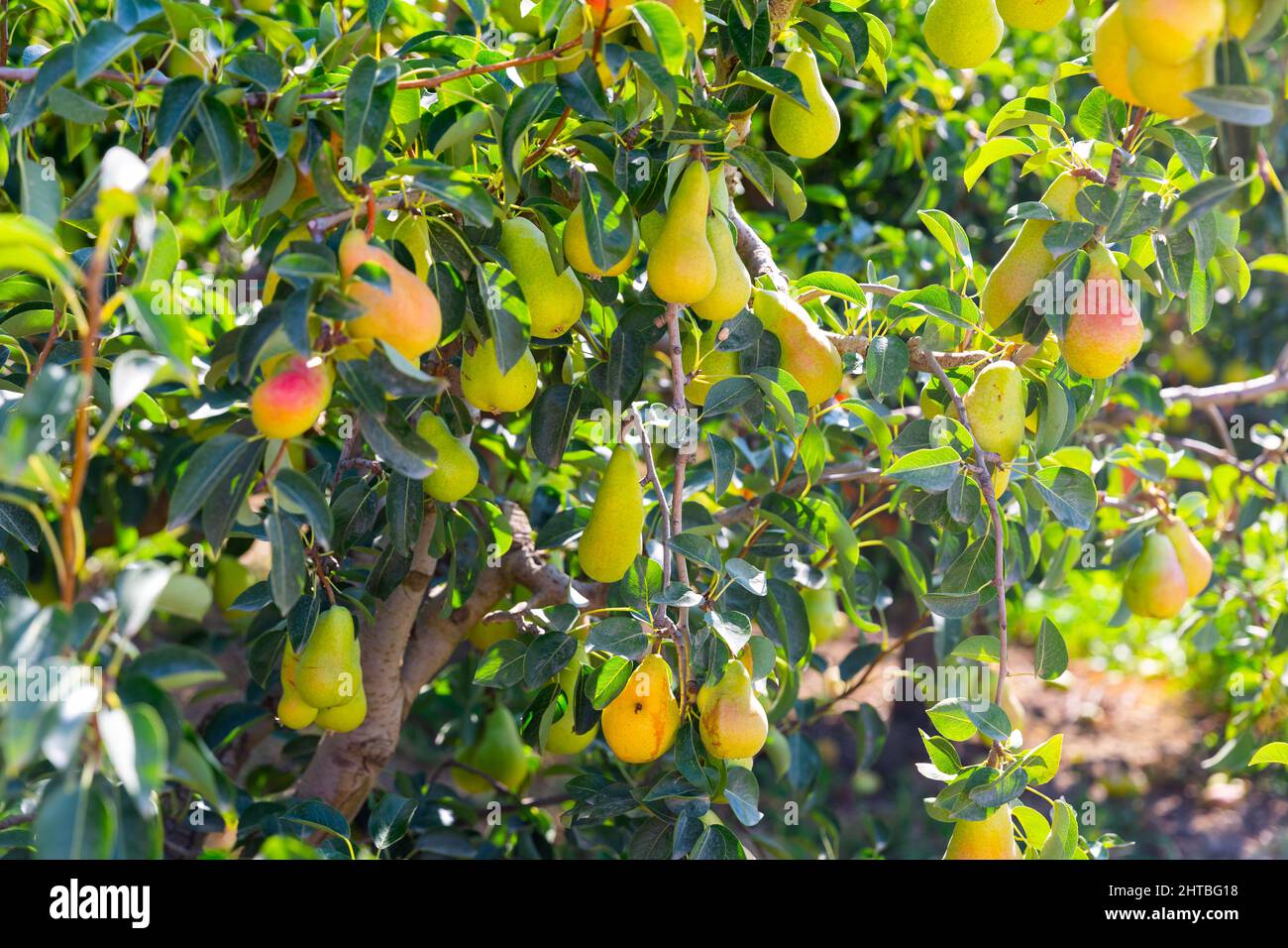 Pear tree with pears, organic natural fruits in garden, harvest concept ...