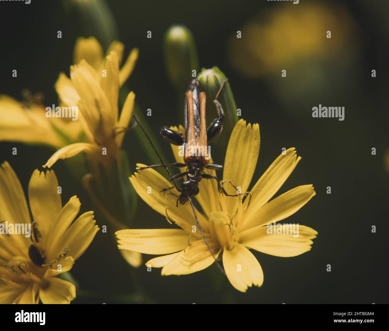 Oedemera species hi-res stock photography and images - Alamy