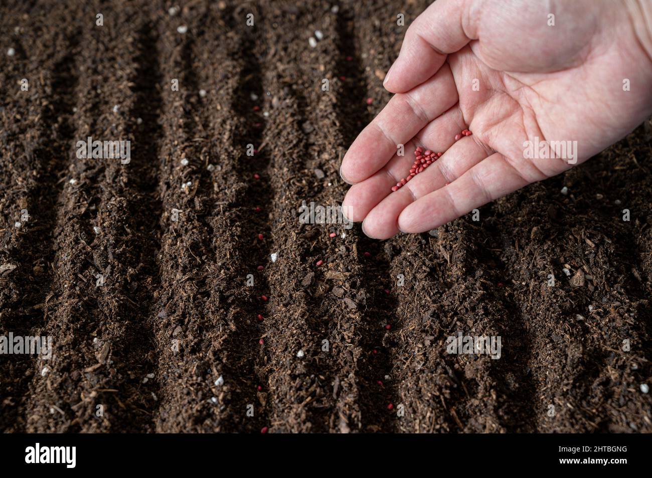 Farmer's hand planting seed in soil Stock Photo - Alamy