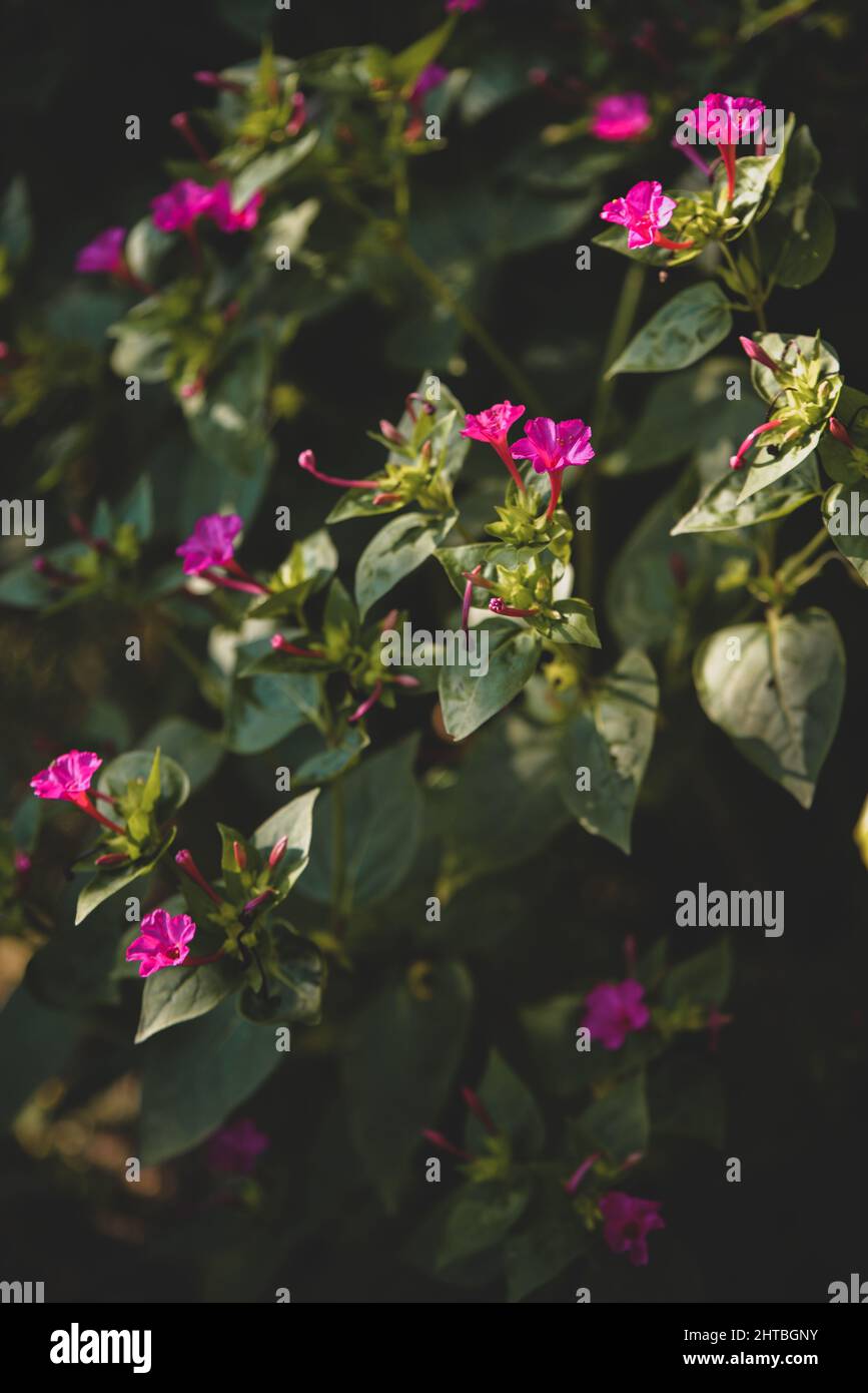 A mirabilis hi-res stock photography and images - Alamy