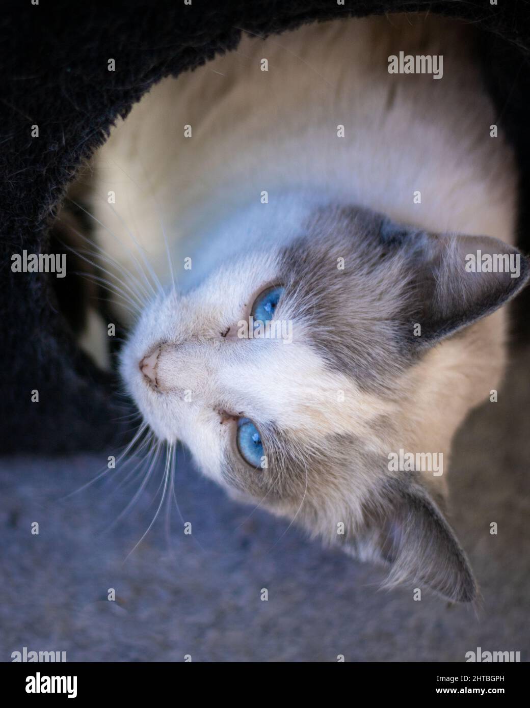Closeup of an adorable siamese cat Stock Photo - Alamy