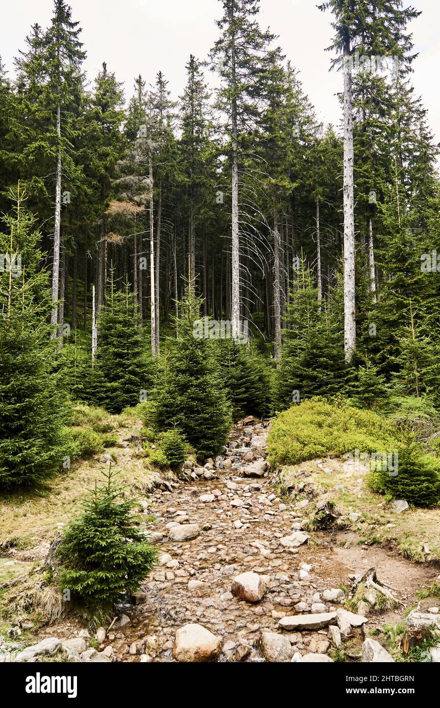 Tall and short trees hi-res stock photography and images - Alamy
