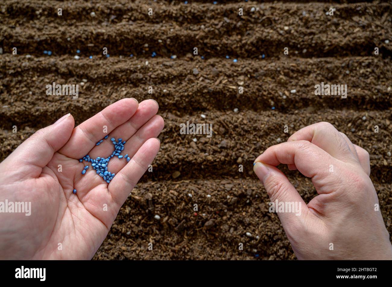Farmer's hand planting seed in soil Stock Photo - Alamy