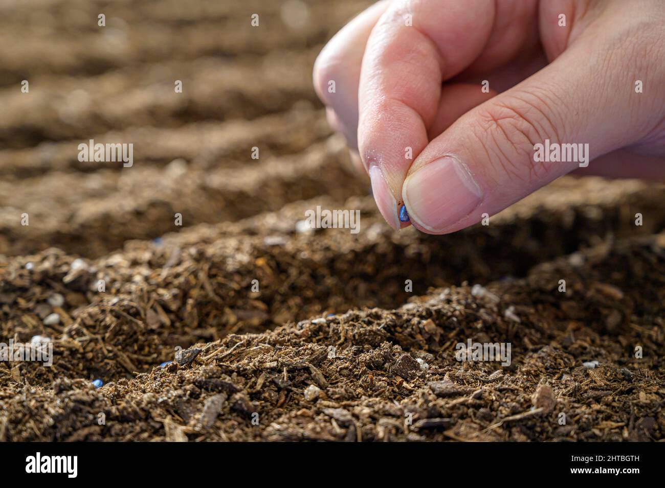 Farmer's hand planting seed in soil Stock Photo - Alamy