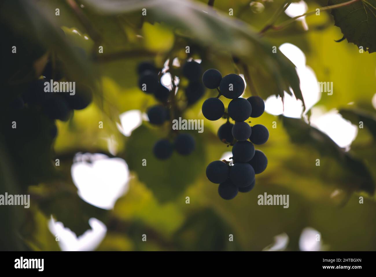 Grape fruit tree hi-res stock photography and images - Alamy