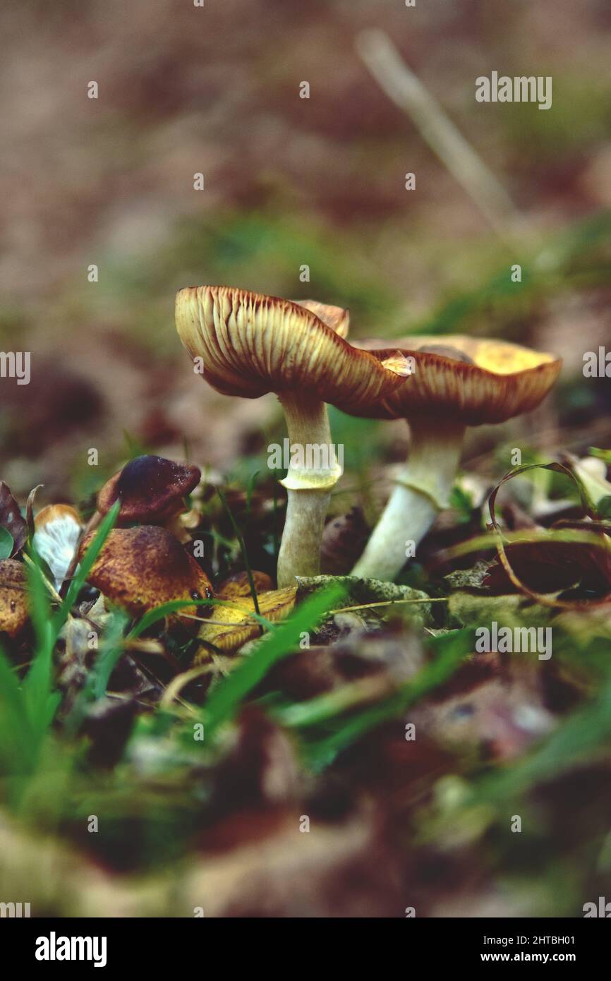 Closeup of Cortinarius triumphans Stock Photo - Alamy