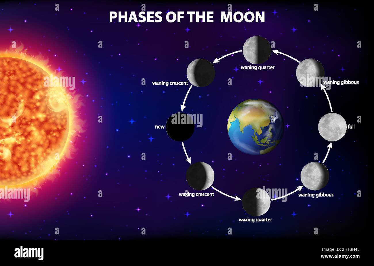 Phases of the moon for science education illustration Stock Vector ...