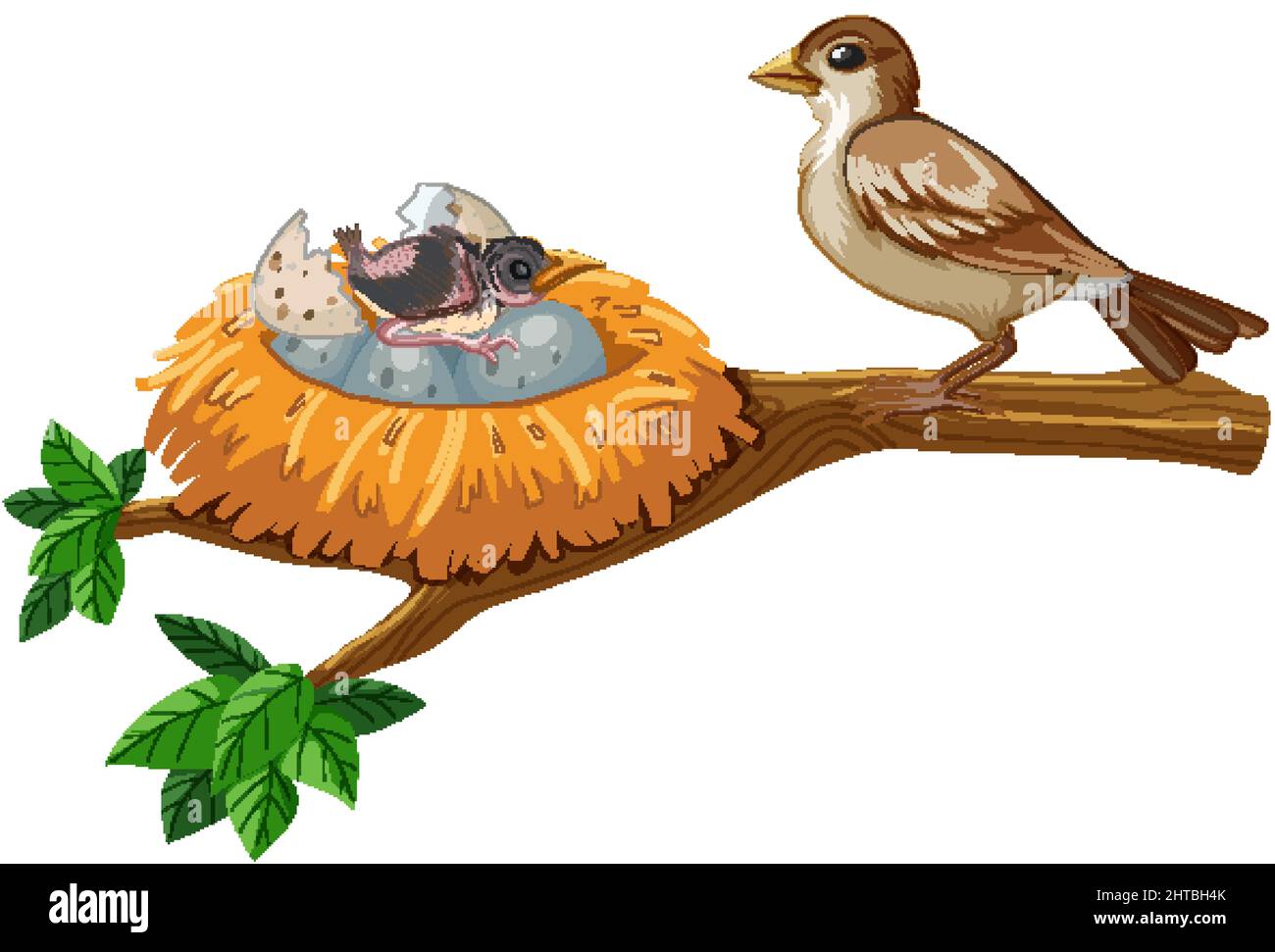 Tree sparrow nest Stock Vector Images - Alamy