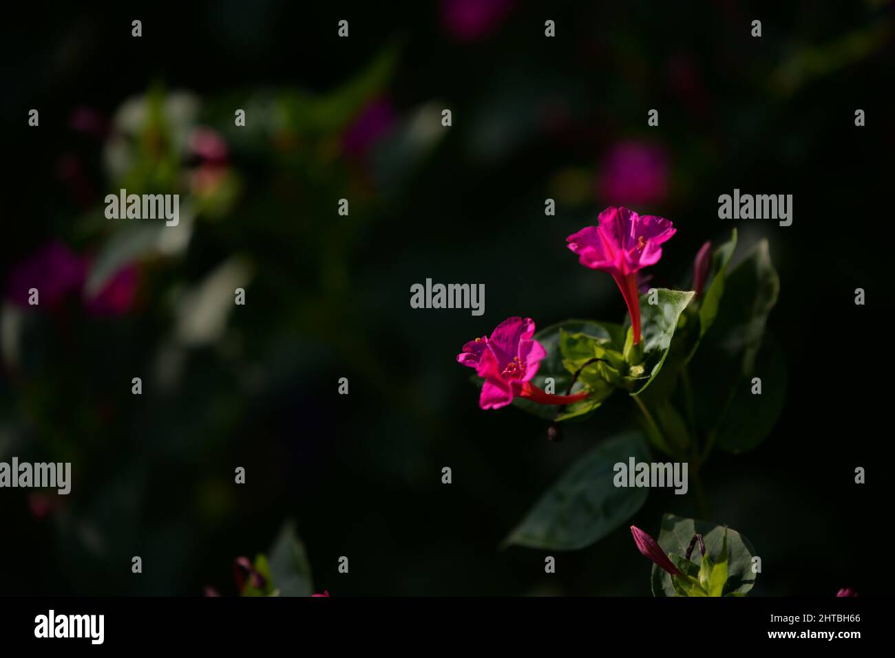 A mirabilis hi-res stock photography and images - Alamy