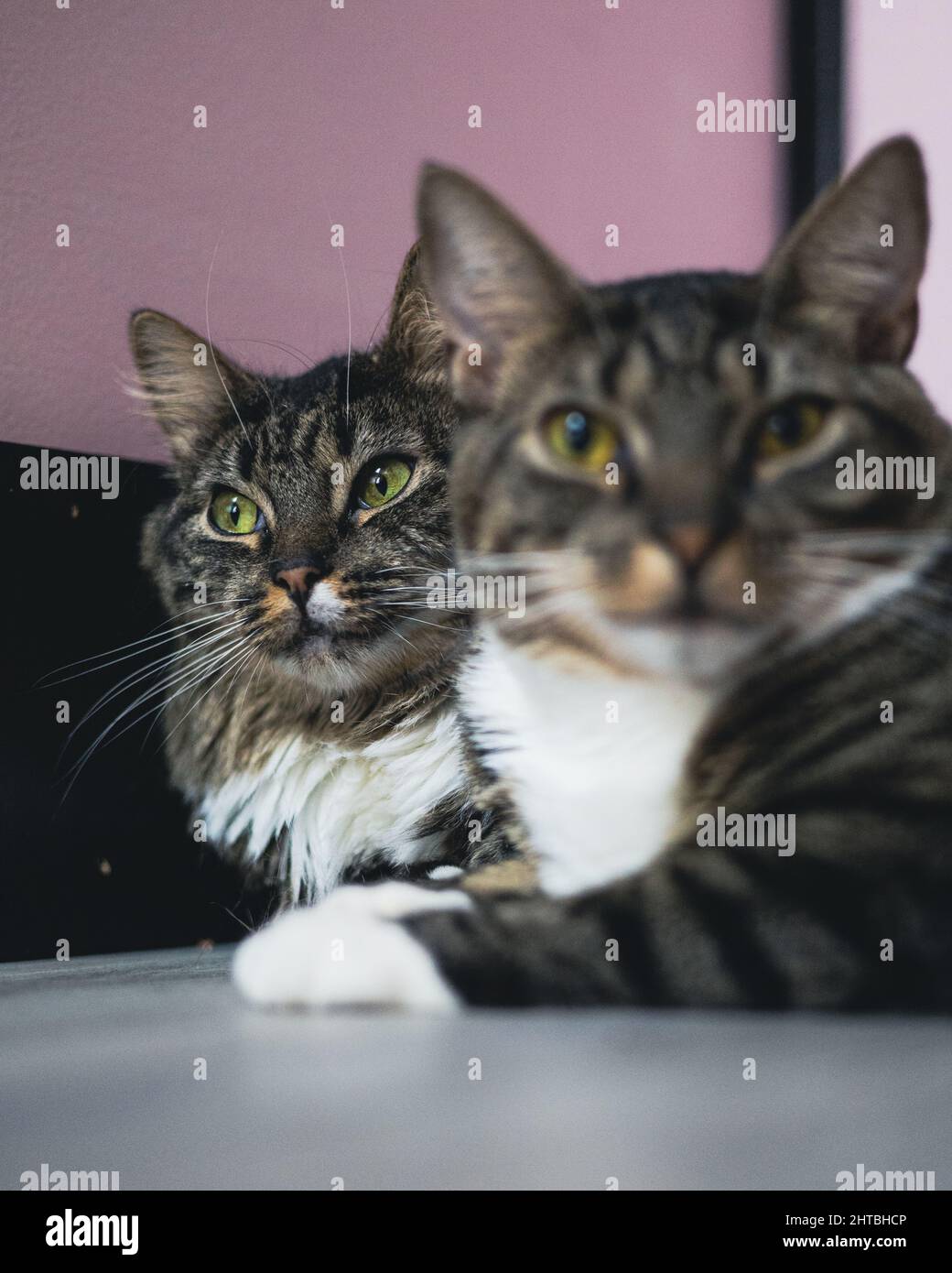 House cat in the nature hi-res stock photography and images - Alamy