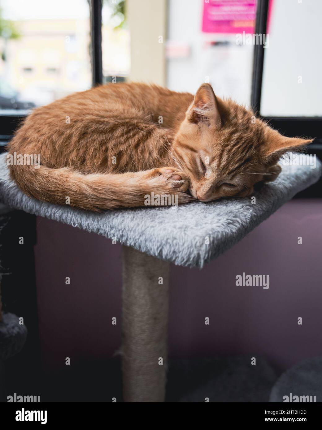 House cat in the nature hi-res stock photography and images - Alamy