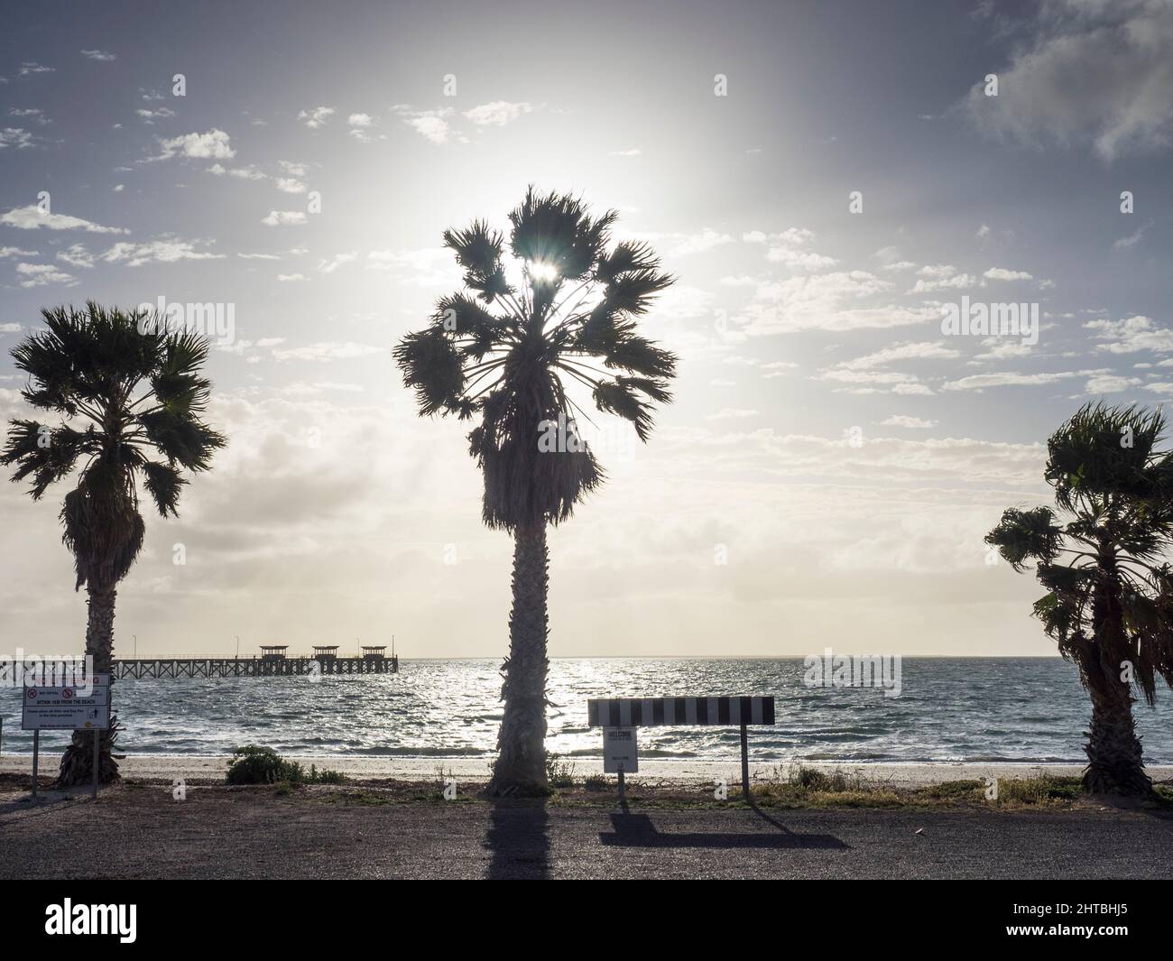 Livistona spp hi-res stock photography and images - Alamy