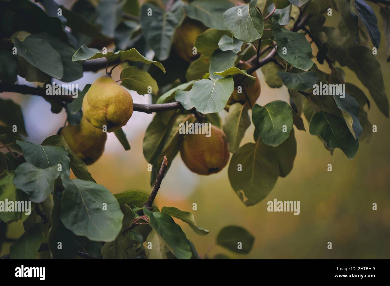 Closeup of a Quince tree Stock Photo - Alamy