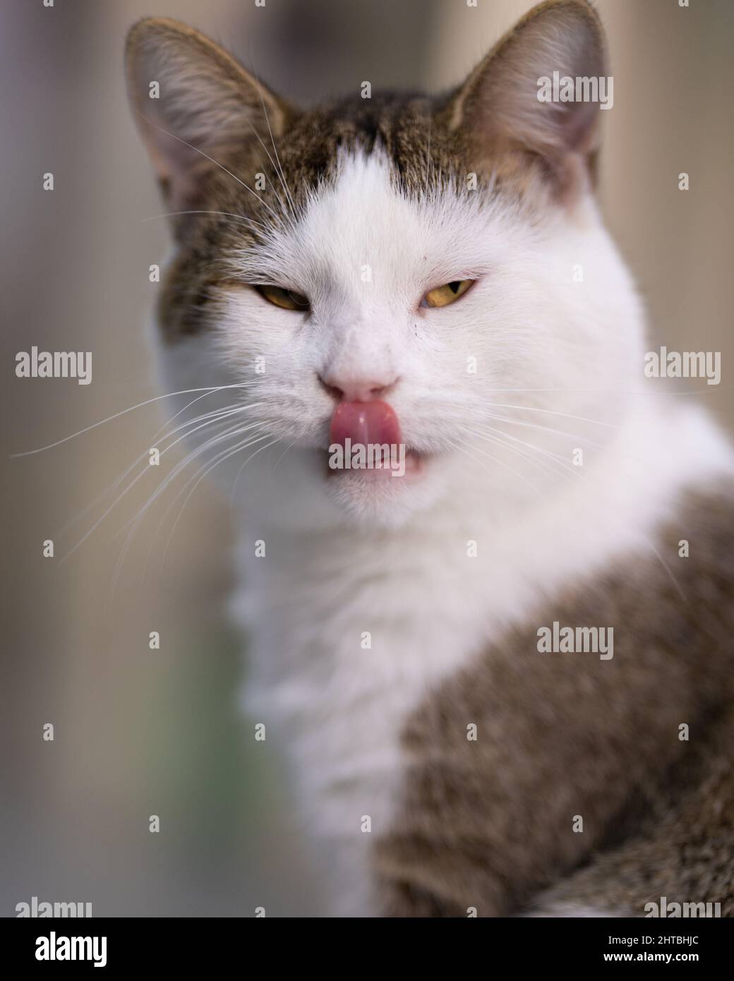 Cute house with cat hi-res stock photography and images - Alamy