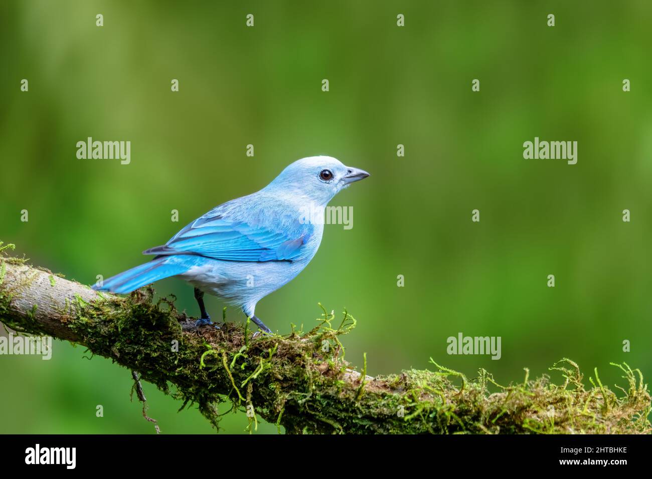 Blue-gray tanager (Thraupis episcopus) is a medium-sized South American ...