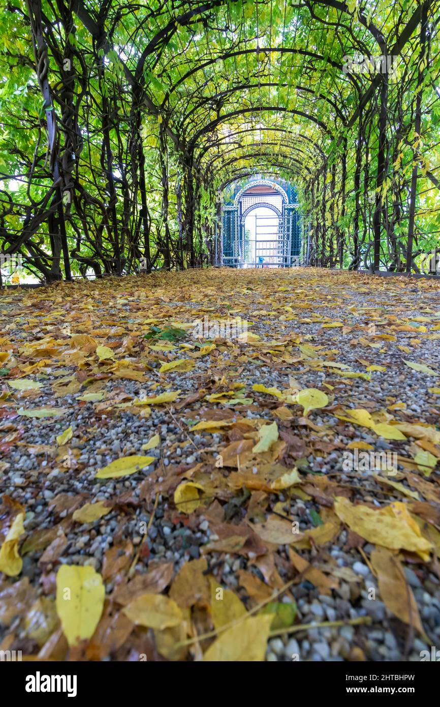 Fall leaves and spectacular trees in autumn, in the royal gardens at ...