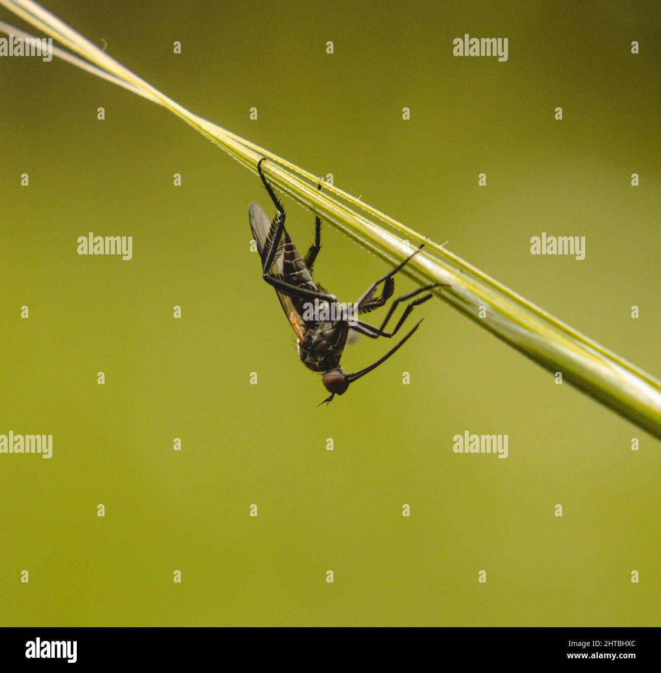 Common fly on a blade of grass Stock Photo - Alamy