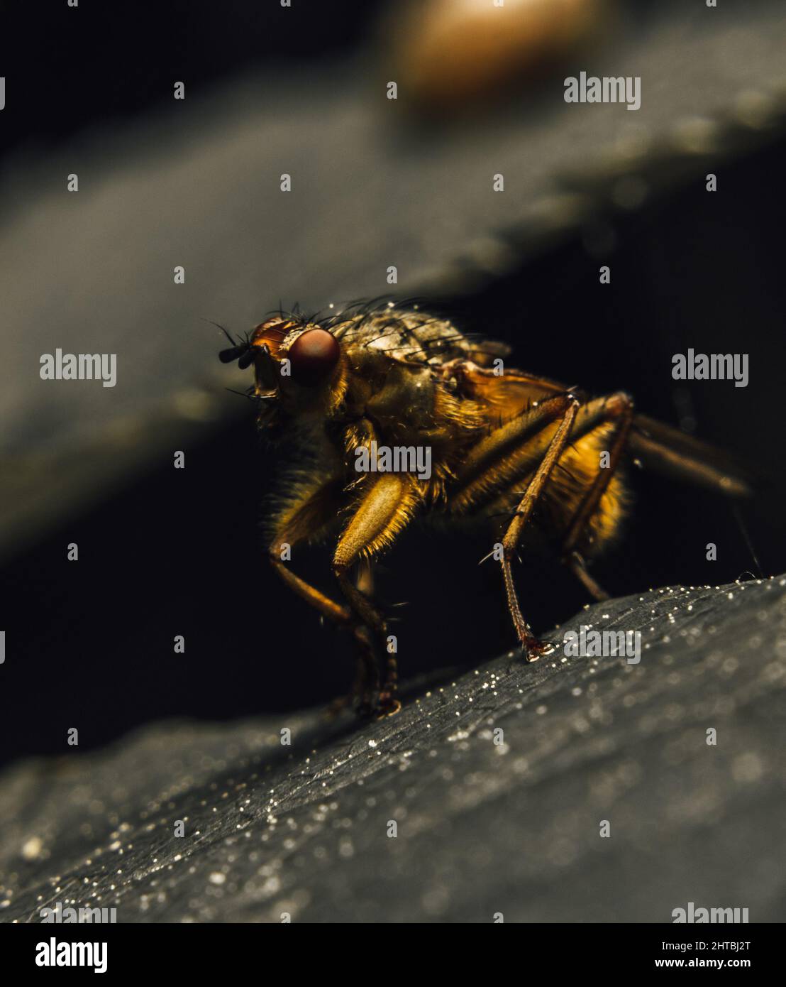 Dung fly on a leaf hi-res stock photography and images - Alamy