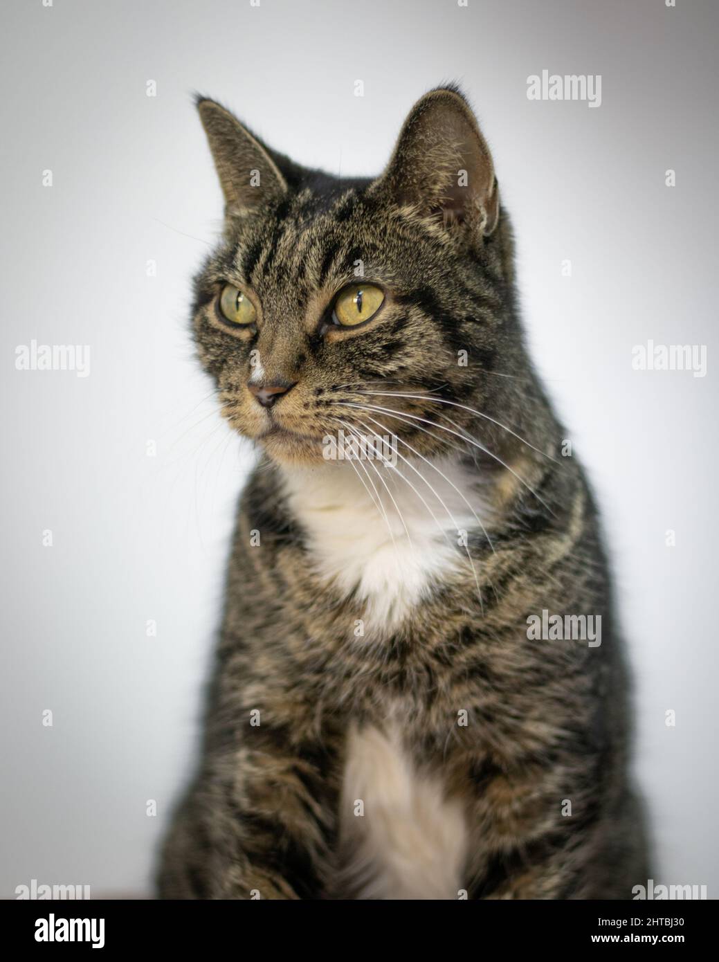 Vertical shot of a gray tabby cat staring ahead with an alert look in ...