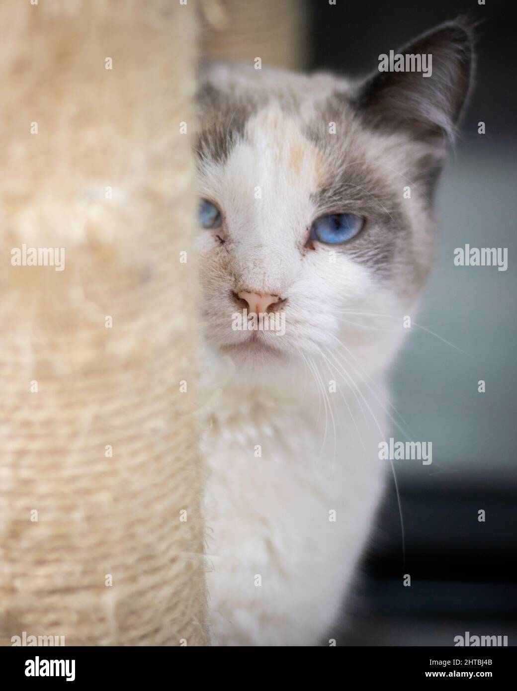 Sneaky white and brown cat staring into the camera from behind the ...