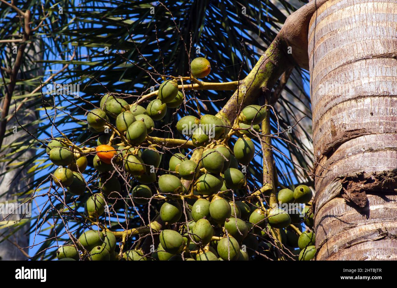 Areca nut palm, Betel Nuts, Betel palm (Areca catechu) hanging on its tree Stock Photo - Alamy
