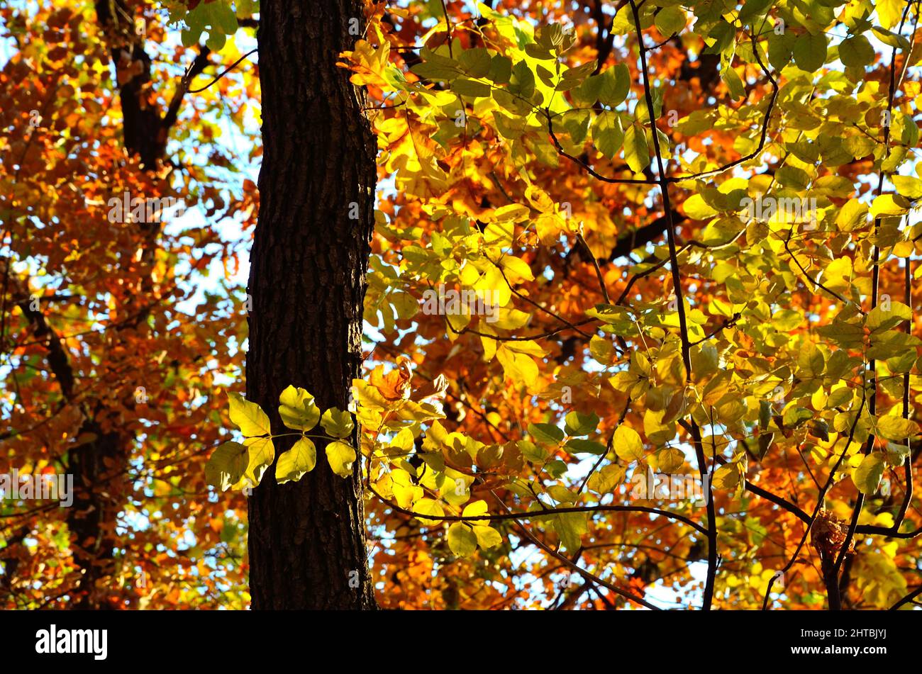 Beautiful colorful autumnal scene in the forest at daytime Stock Photo ...