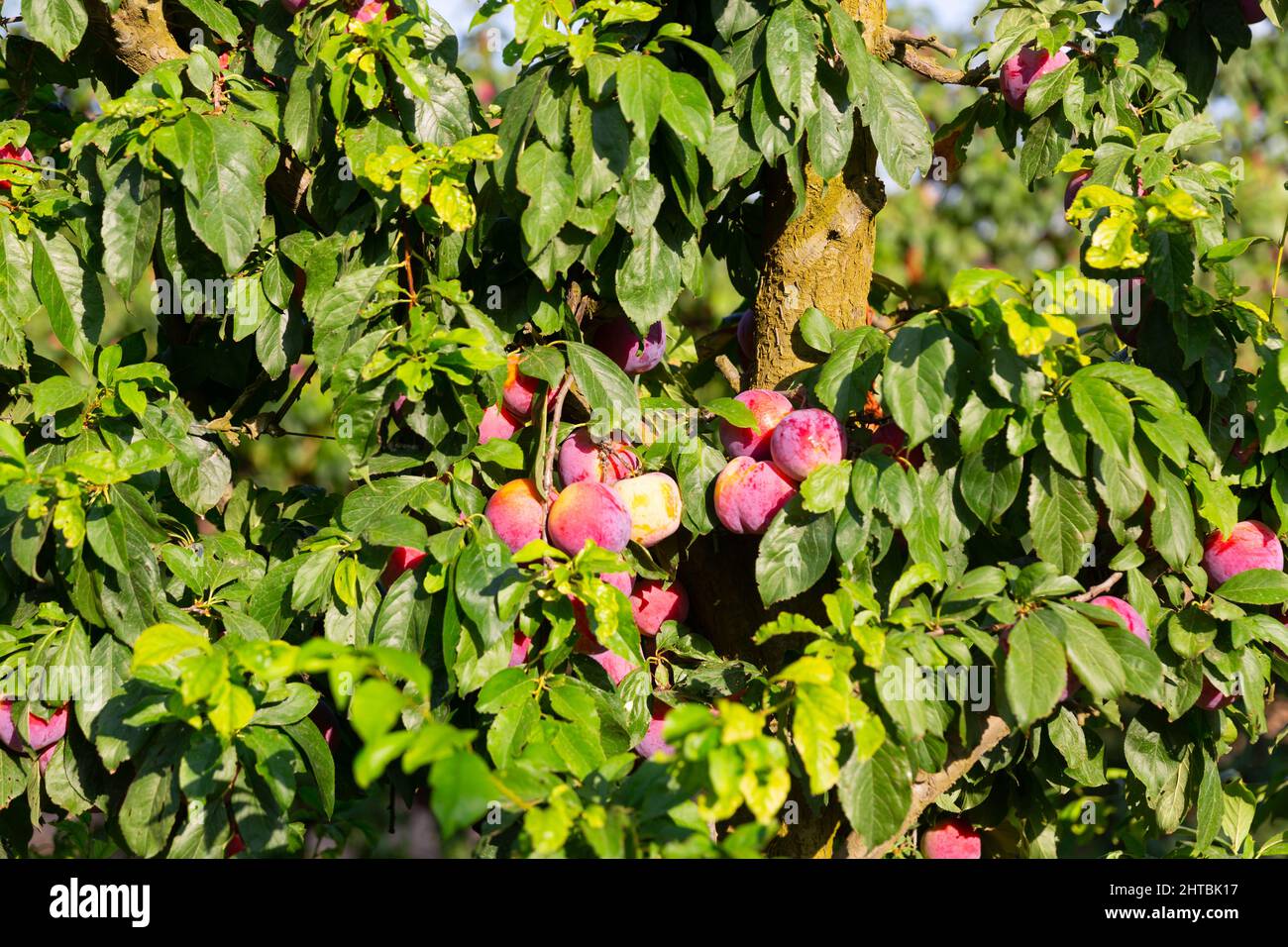 Ripe organic plums hanging on tree branches in garden Stock Photo - Alamy