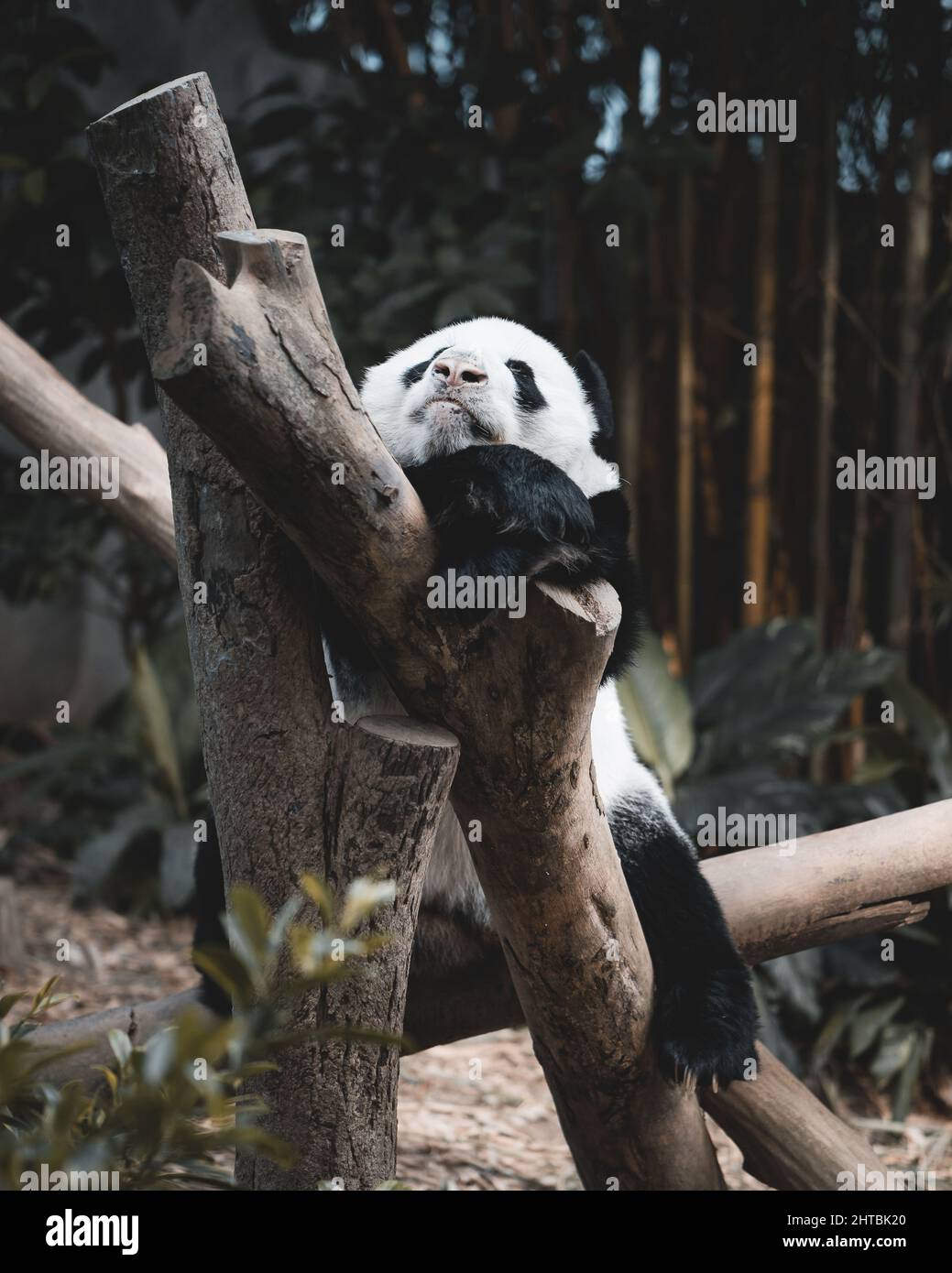 Closeup of a giant panda taking a rest on the logs Stock Photo - Alamy