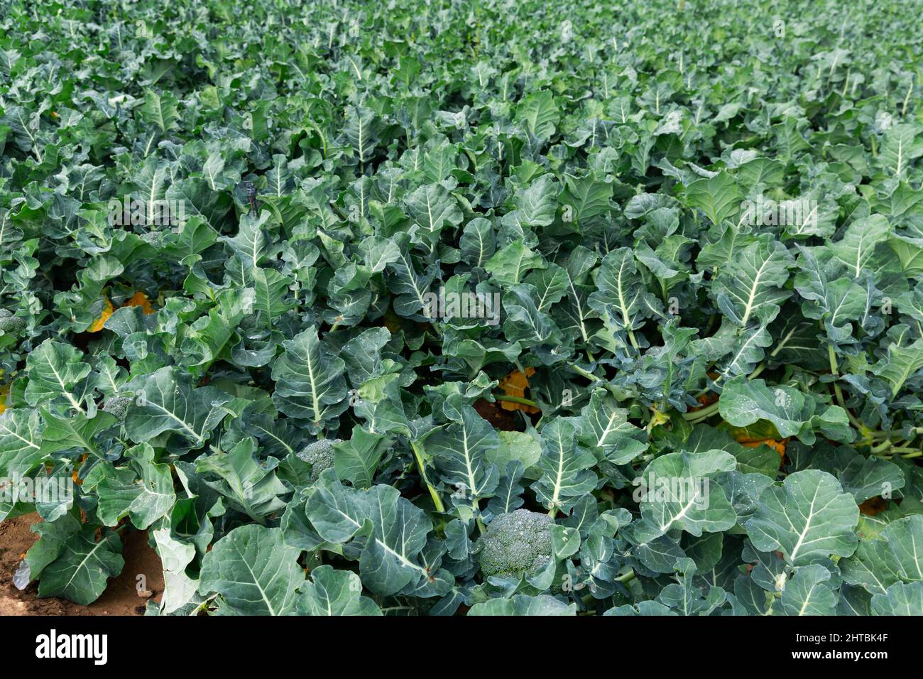Broccoli row growing on field Stock Photo - Alamy