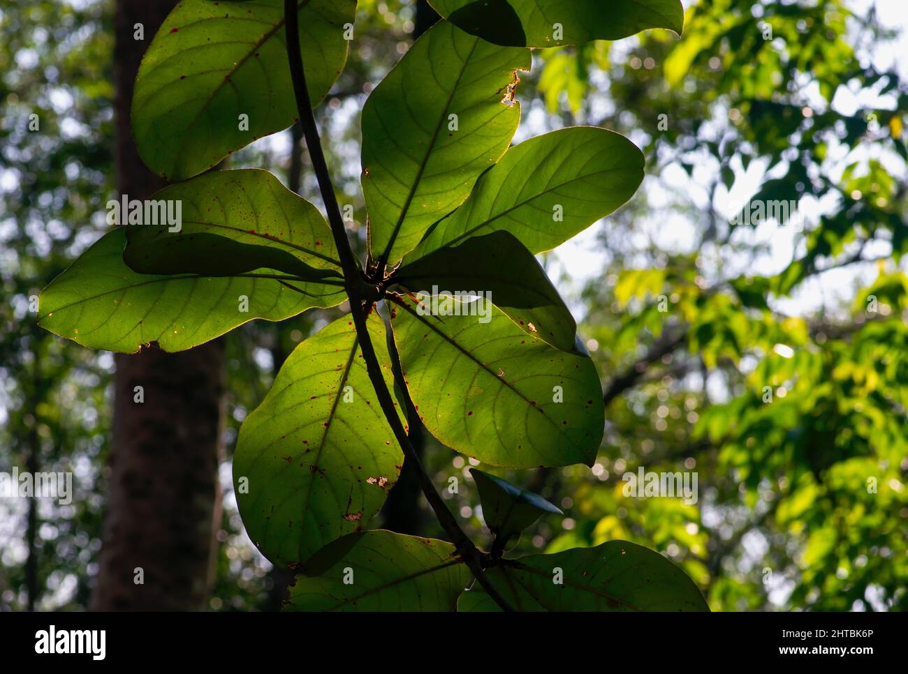 Indian almond tree hi-res stock photography and images - Alamy