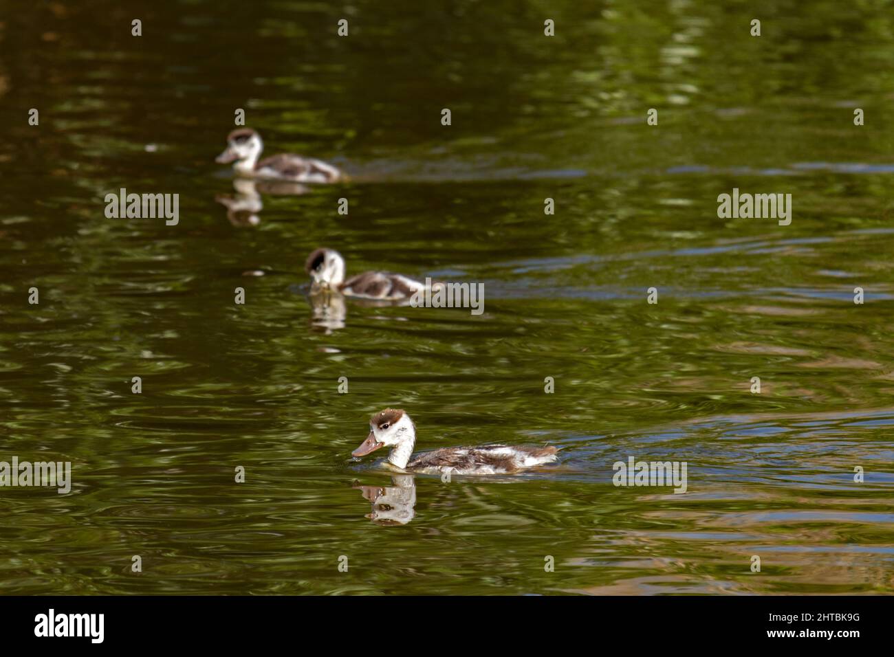 Shelduck with chicks hi-res stock photography and images - Alamy