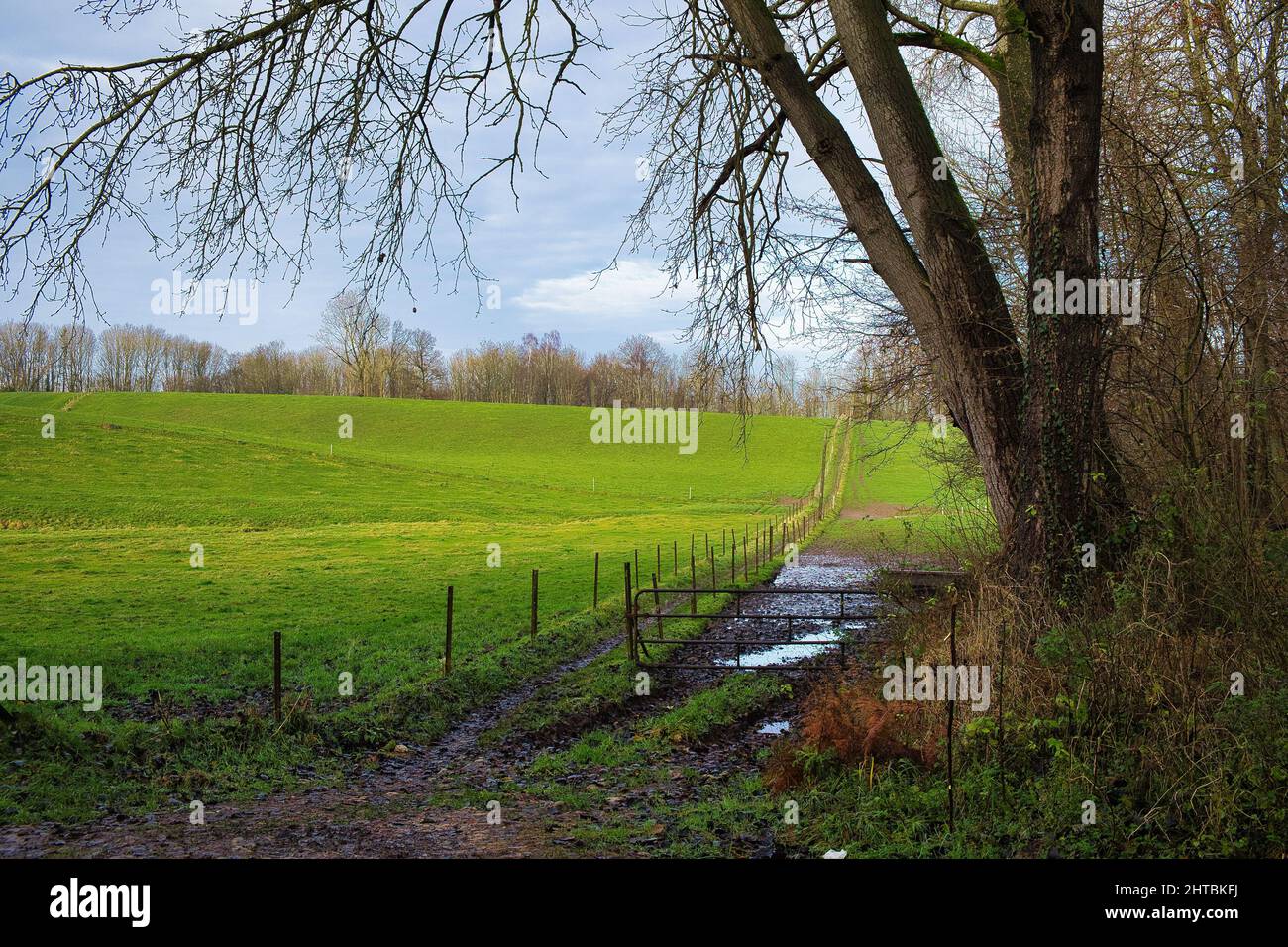 Delimited green field with a metal gate with trees on the background ...